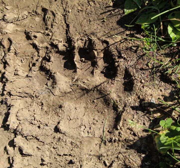 Rattlesnakes, Stars and Sunrises on Big Mountain – Appalachian Outdoor ...